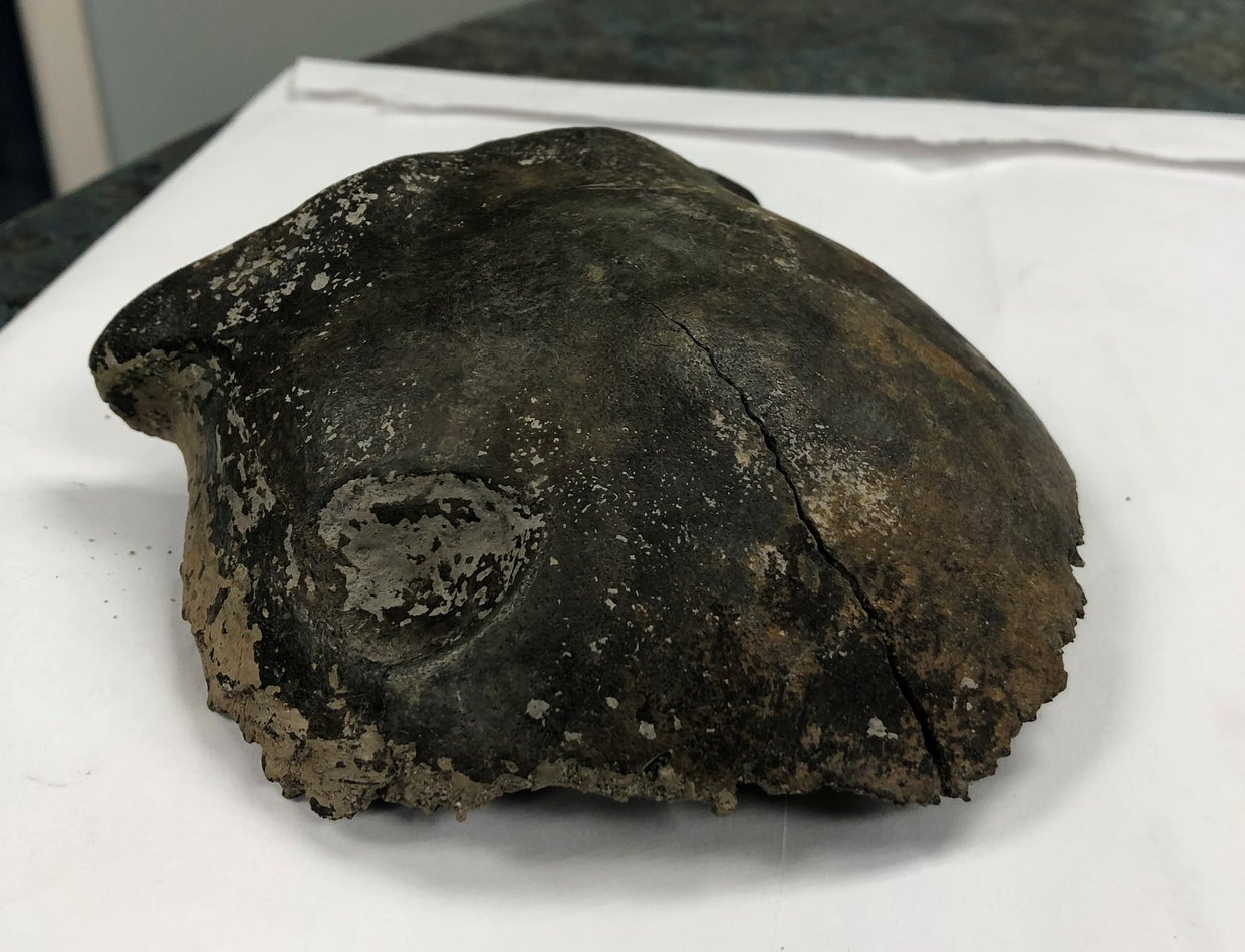 Kayakers On Minnesota River Found Human Skull That Turned Out To Be ...