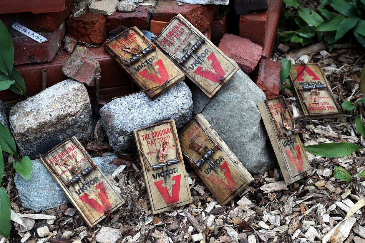 America's 50 most rat-infested cities, ranked