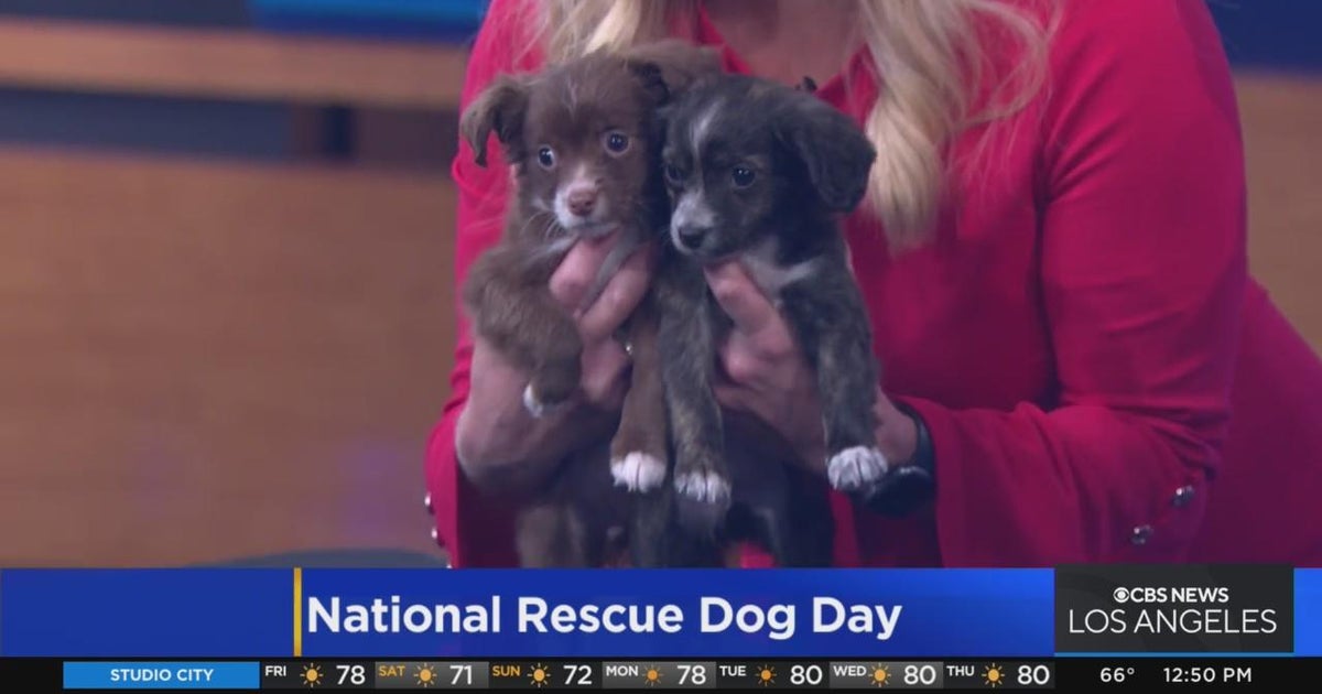 Adopt, don't shop on National Rescue Dog Day - CBS Los Angeles
