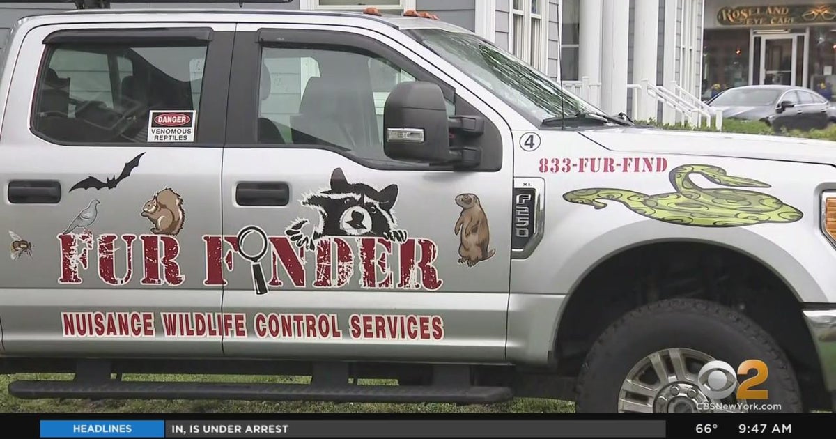 Shop Local Saturday: Fur Finder - CBS New York