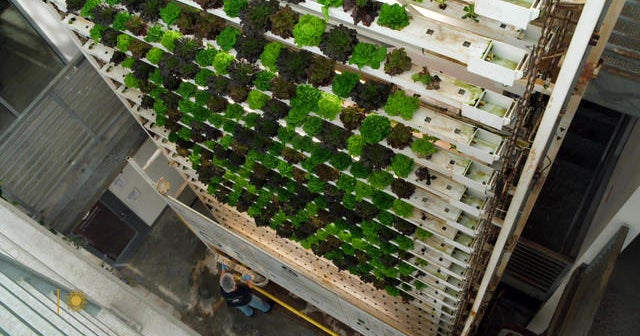 Vertical farms: A new form of agriculture - CBS News