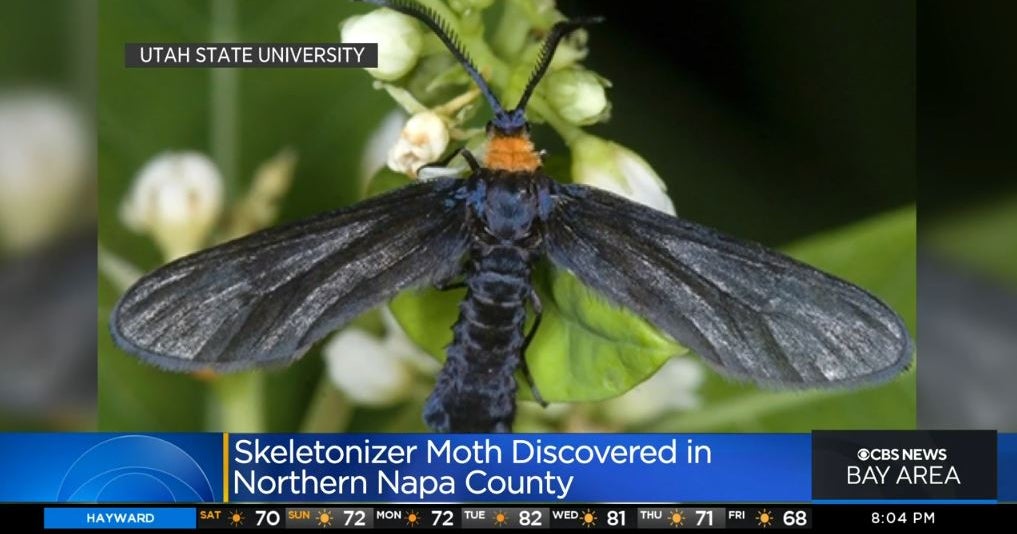 Destructive Western Grapeleaf Skeletonizer Moth Found In Napa County ...