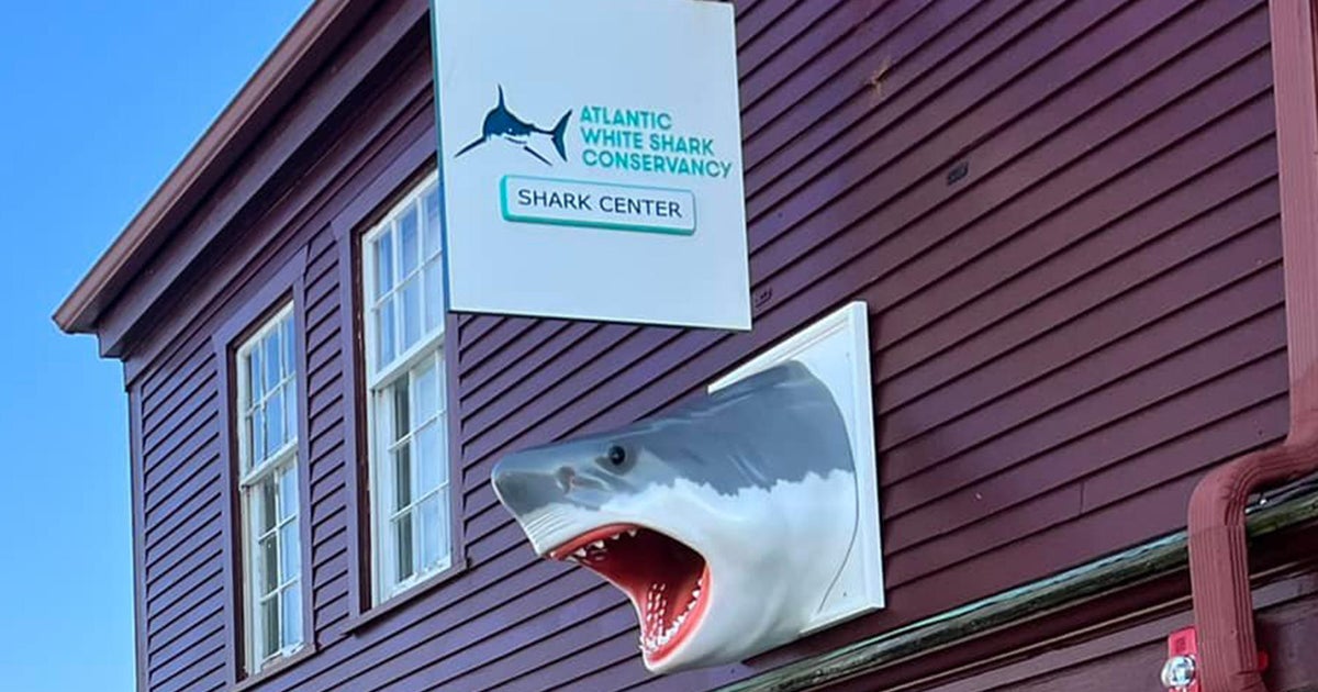 New shark center opens in Provincetown - CBS Boston