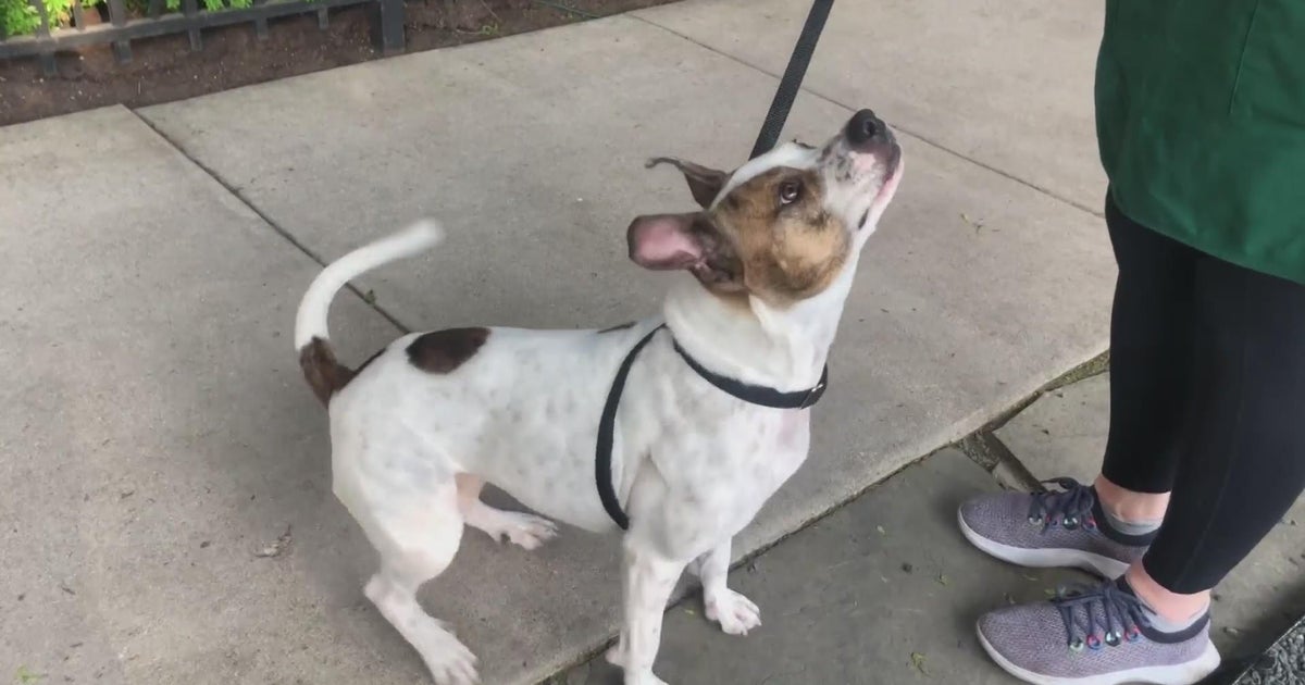 PAWS Pet of the Week: Hazel - CBS Chicago