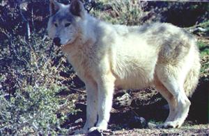 DNA Determines Alleged Wolves In Park County Were Actually Pack Of ...