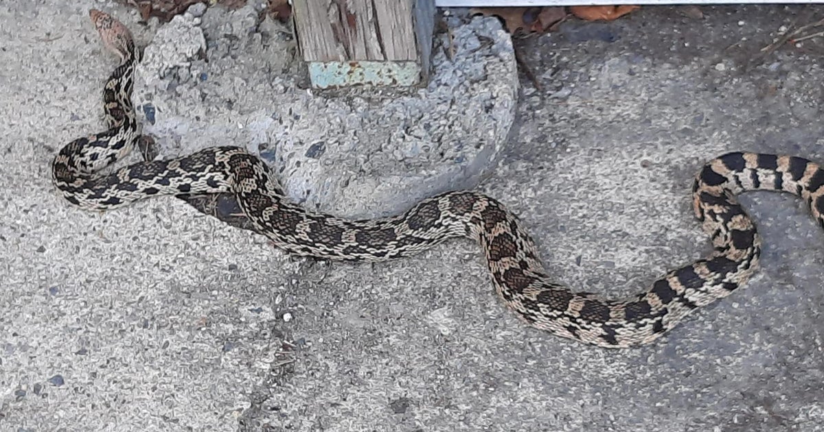 Animal control removes large snake after Fairhaven salon workers call ...