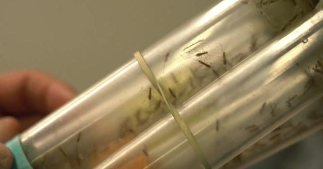 Lab-raised bugs used to combat invasive species - CBS News
