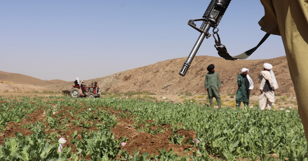 Taliban launch campaign to eradicate poppy crop in Afghanistan - CBS News