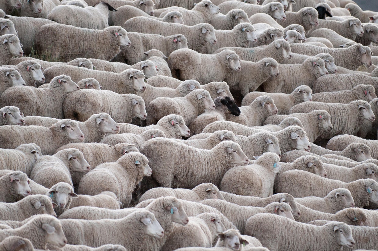 143 sheep suffocate in pileup while fleeing two wolves in Idaho: "The ...