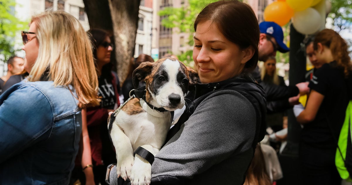 PAWS Chicago to host annual 'Angels With Tails' adoption event in Gold ...