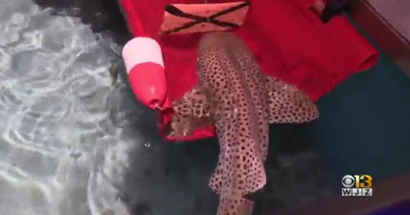 How Animals Are Trained At The National Aquarium - CBS Baltimore