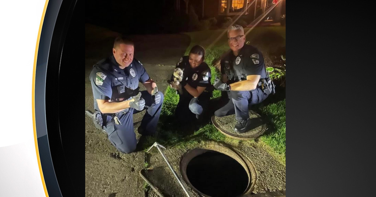 Police officers rescue kitten stuck in Mount Lebanon sewer drain - CBS ...