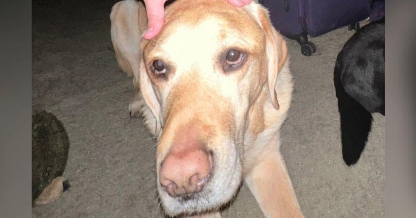 North Texas dog 'Kinley' semifinalist in 2022 American Humane Hero Dog ...