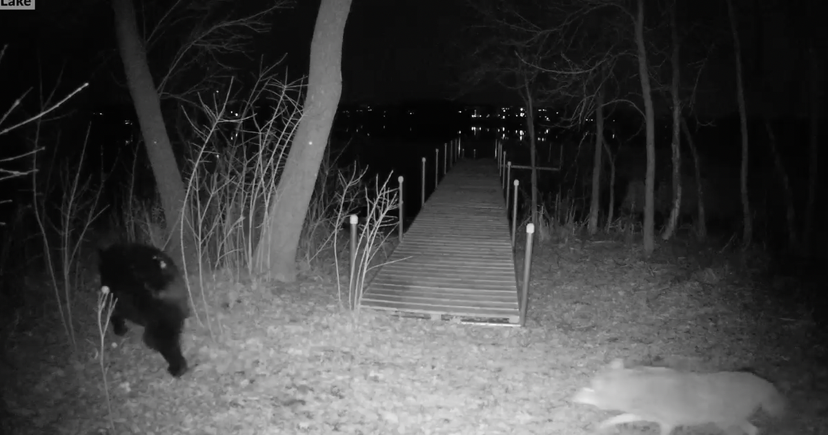VIDEO: Coyote seen following bear in Minnetonka - CBS Minnesota