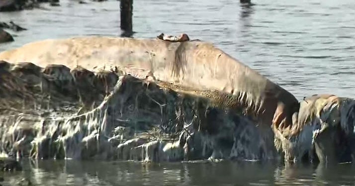 Richmond officials working to remove decaying whale carcass from ...