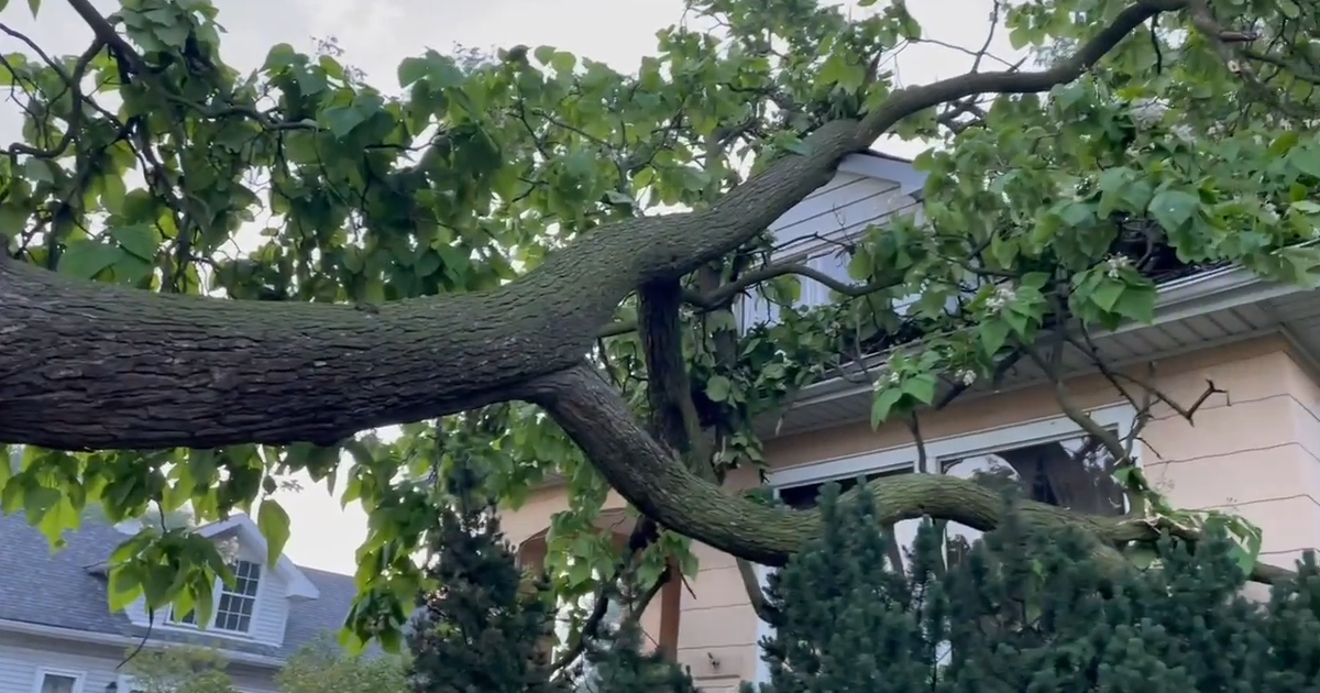 Severe storm downs trees in Stickney and Berwyn, Illinois - CBS Chicago