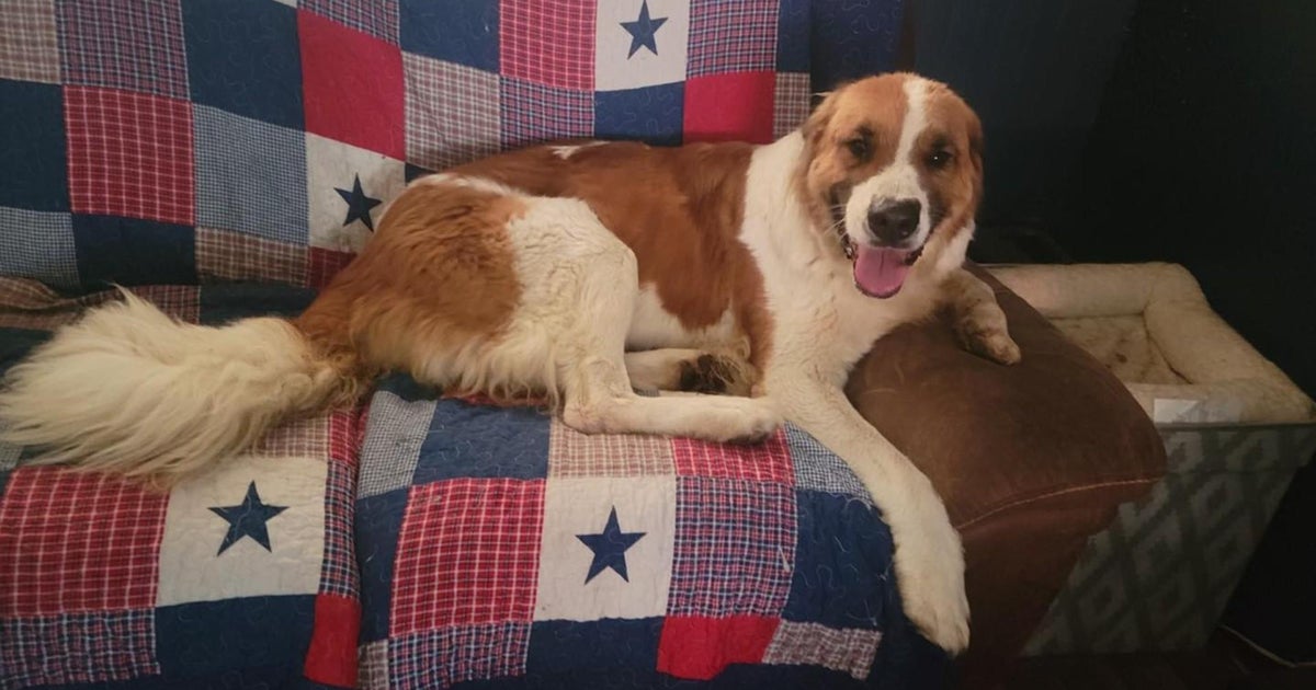 Concord NH dog missing for 10 days rescued from pipe - CBS Boston