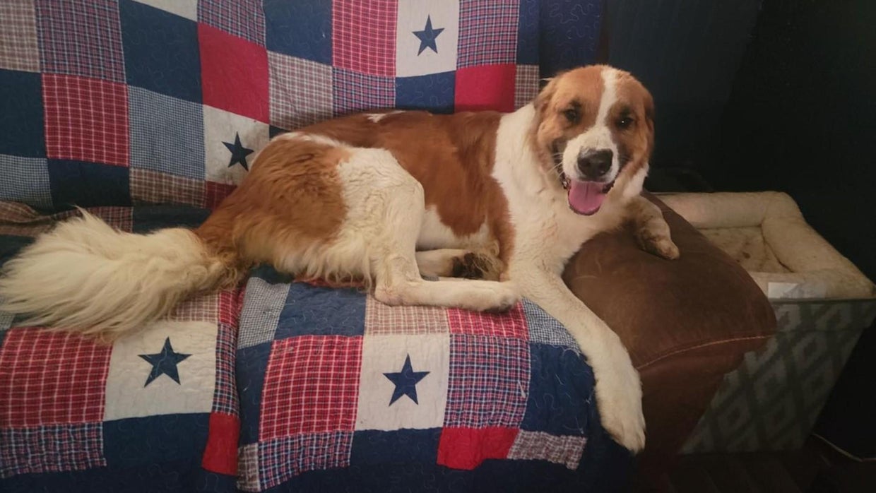 Concord NH dog missing for 10 days rescued from pipe - CBS Boston