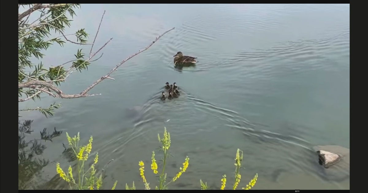 Baby Ducklings Reunited With Mama After Rescue From Storm Drain - CBS ...