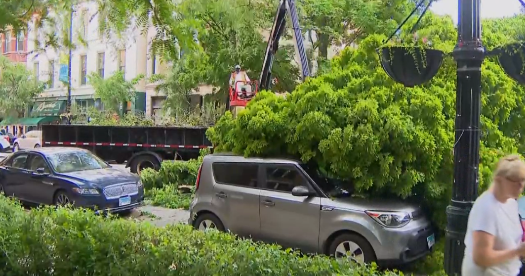 Tree falls, damaging cars in Lincoln Park - CBS Chicago