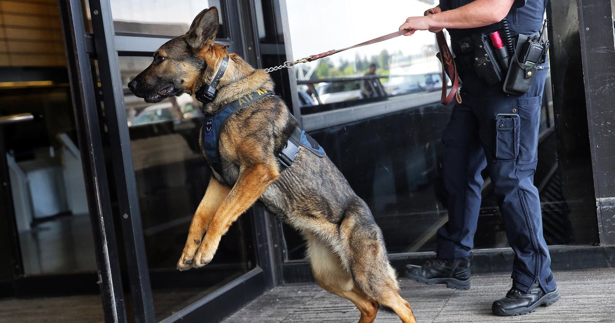 TSA looking for volunteers to help train K9s at Logan Airport - CBS Boston