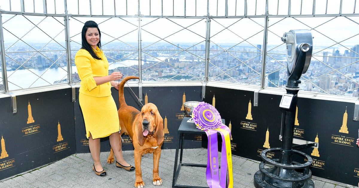 Trumpet, 1st bloodhound to win Westminster show, tours New York City ...