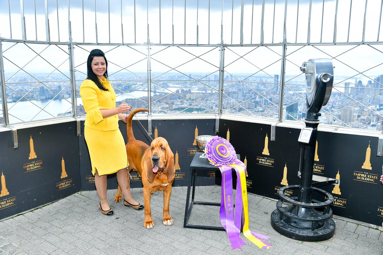 147th Annual Westminster Dog Show kicks off at Billie Jean King ...