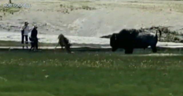 Bison attacks family in Yellowstone National Park - CBS News