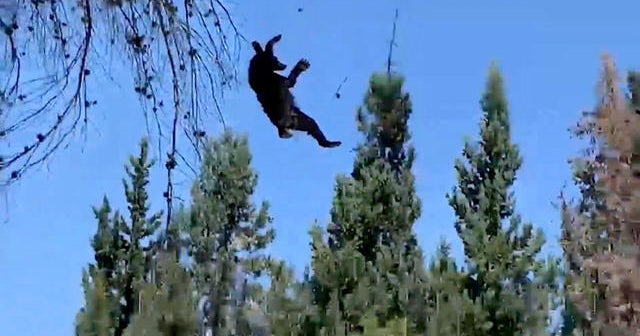 Bear dramatically falls from 49-foot-tall tree - CBS News