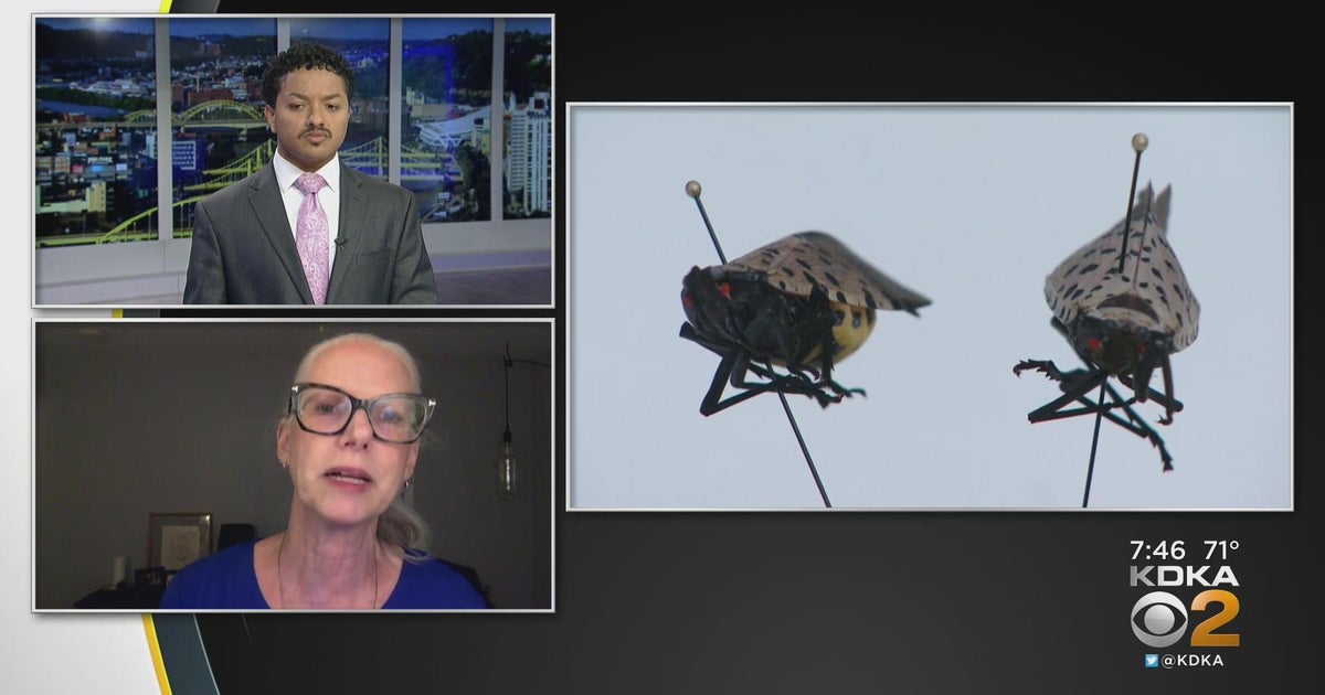 What to do: Spotted lanternfly invasion - CBS Pittsburgh