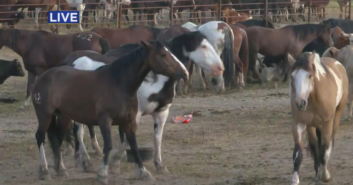 Hamel Rodeo kicks off Thursday - CBS Minnesota