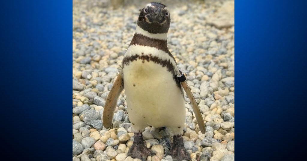 Oldest penguin at SF Zoo dies after nearly 40 years in colony - CBS San ...