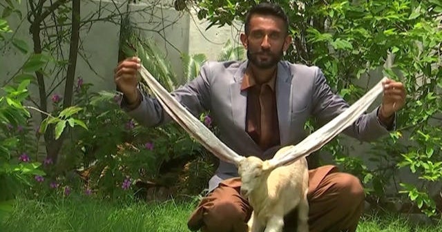 Baby goat Simba stuns with 22-inch-long ears - CBS News