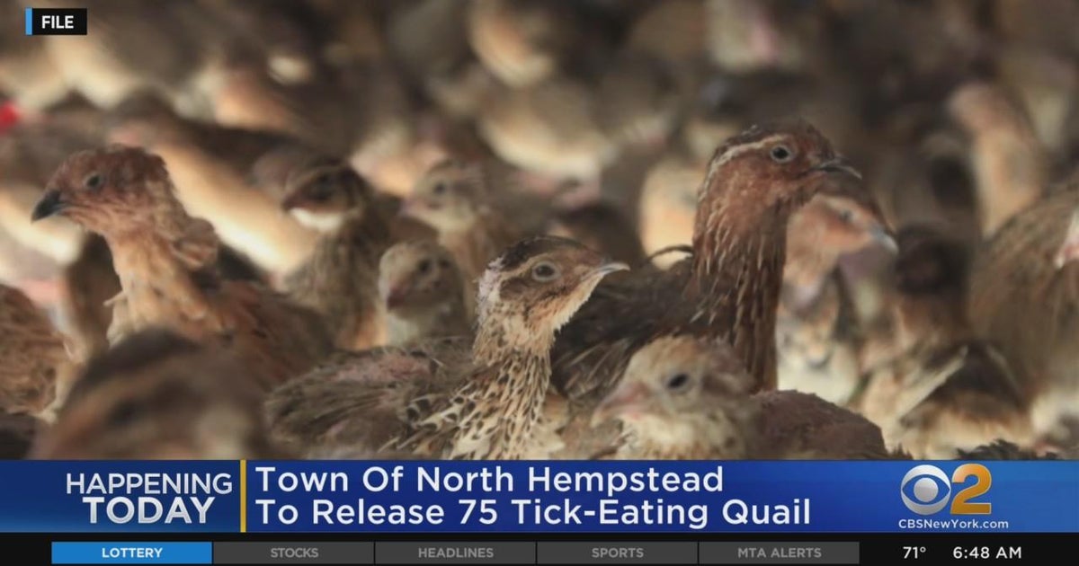 Tick-eating quail released on LI - CBS New York