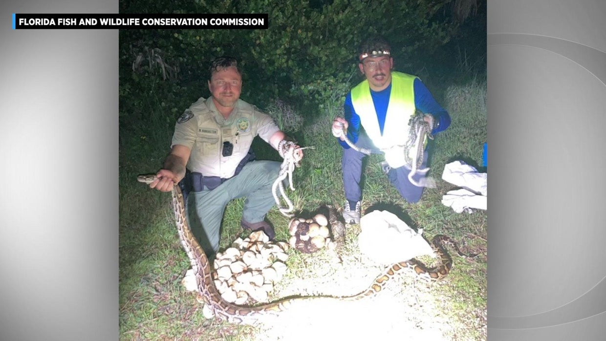 Florida wildlife officials seek more funding to battle invasive Burmese ...