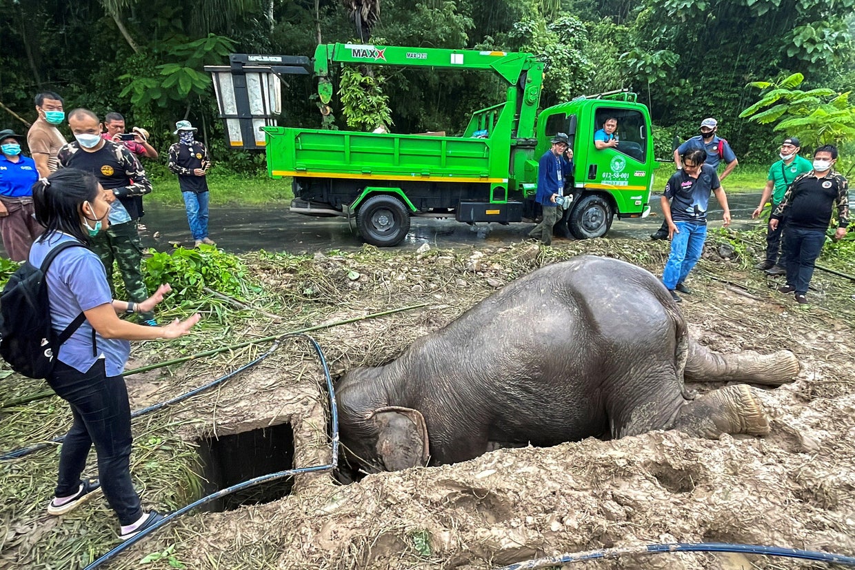 Baby elephant pulled from manhole in dramatic rescue in Thailand - CBS News