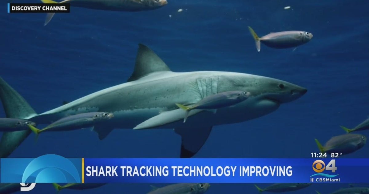 FIU shark researchers says new shark tracking tech is a "game changer ...