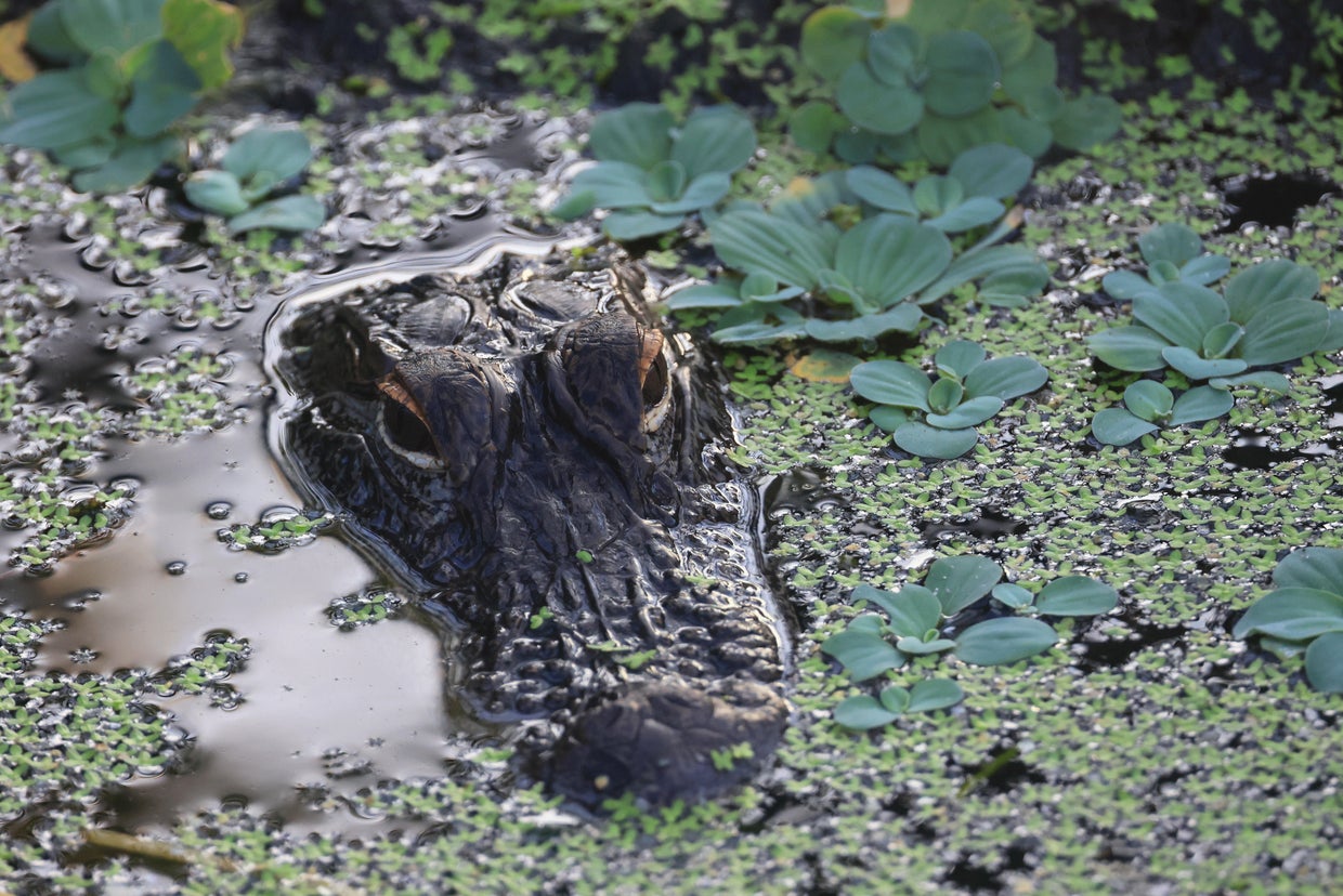 Elderly woman killed by two alligators after falling into Florida pond ...