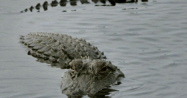 Elderly woman killed by two alligators after falling into Florida pond ...