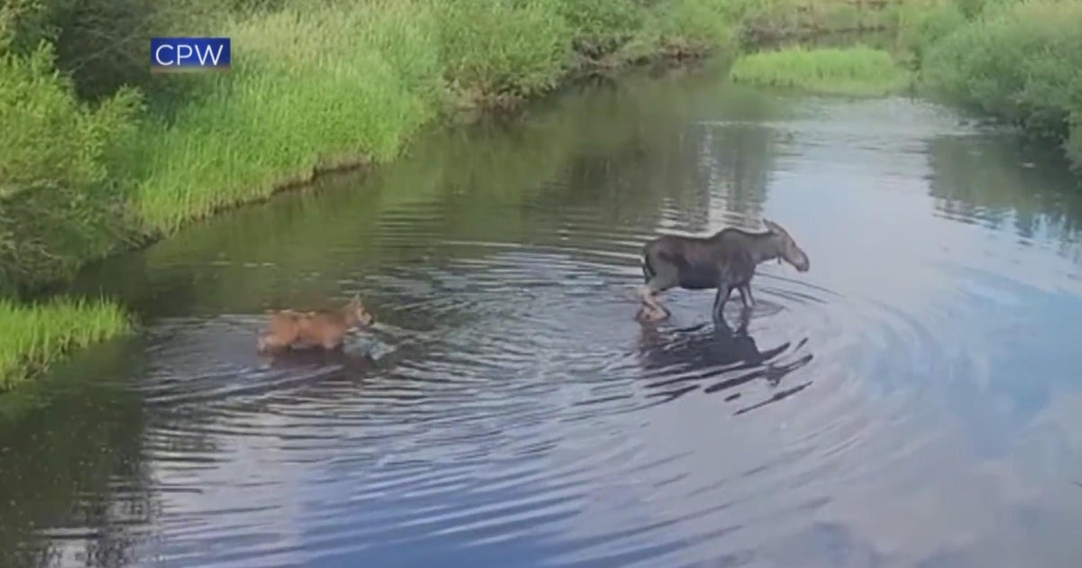 Mother and baby moose cool off in river in Steamboat Springs - CBS Colorado