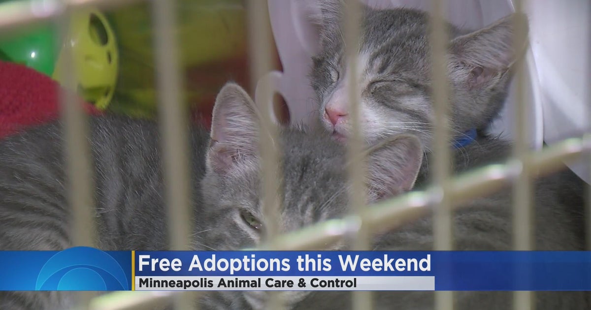 Free adoptions this weekend through Minneapolis Animal Care & Control ...