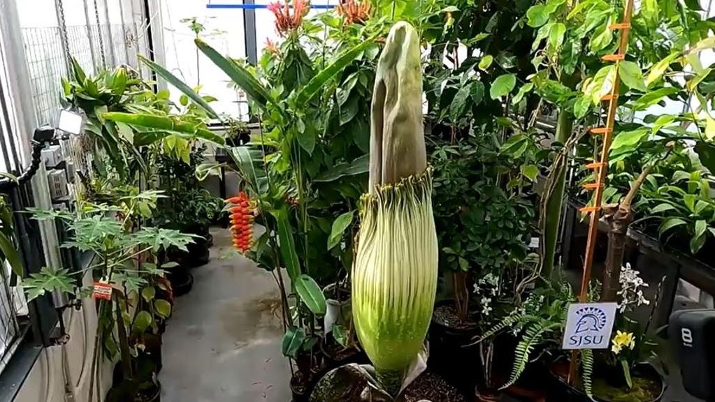 Stinky 'corpse flower' set to bloom at San Jose State University; first ...
