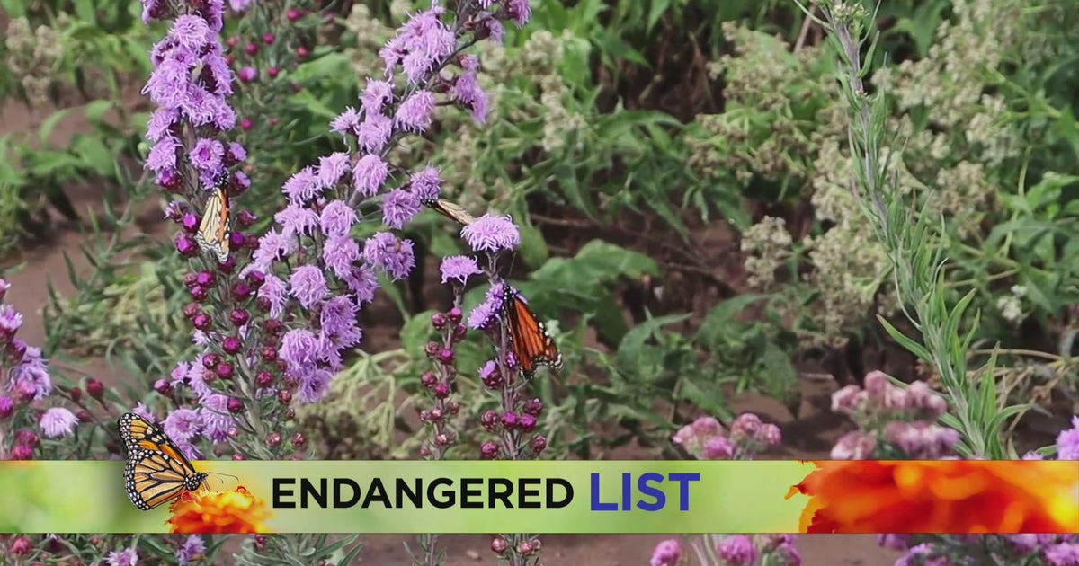 Monarch butterflies now endangered species - CBS Minnesota