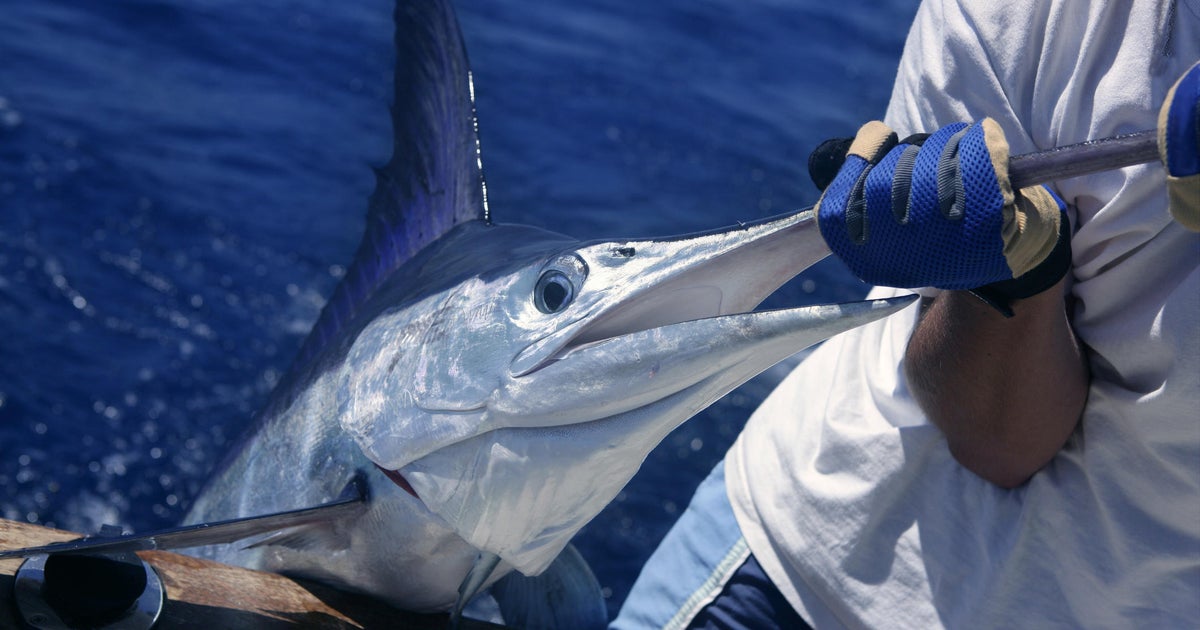 Maryland angler, boat wins record prize at White Marlin Open - CBS ...
