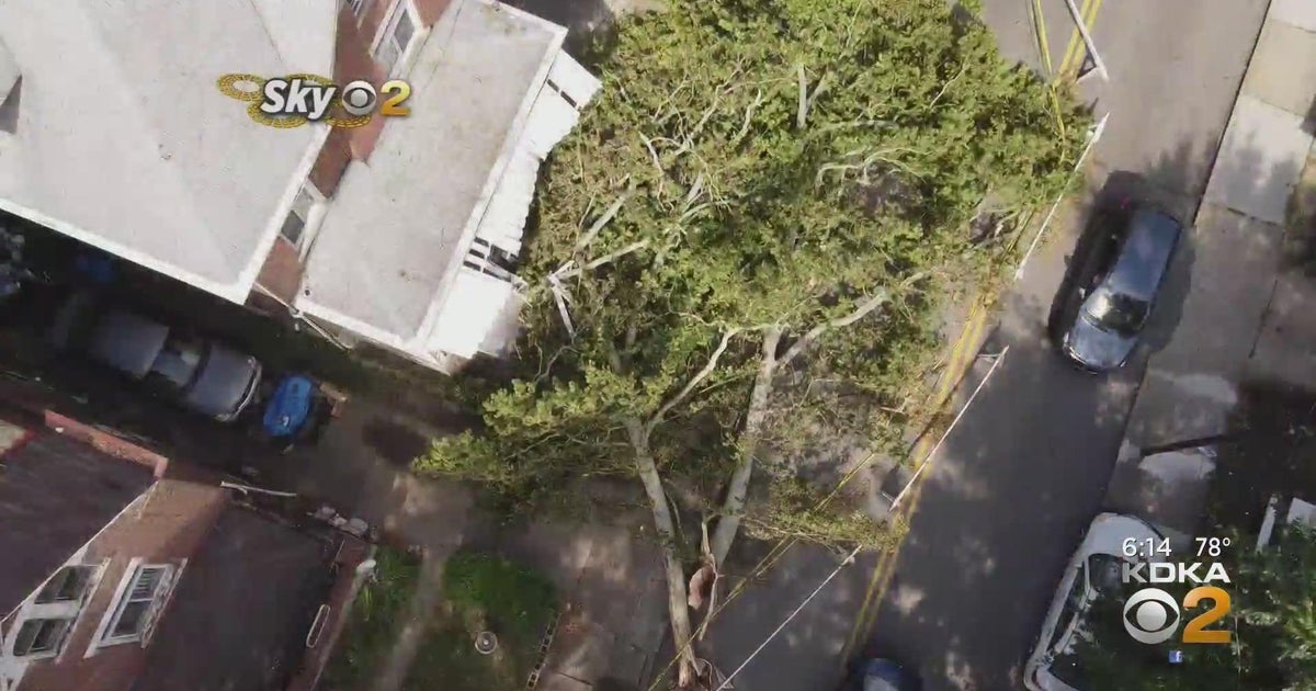 Massive tree crashes down on home in Knoxville, nearly hitting man ...