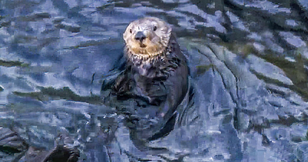 Sea otters could be reintroduced back to San Francisco Bay; not ...