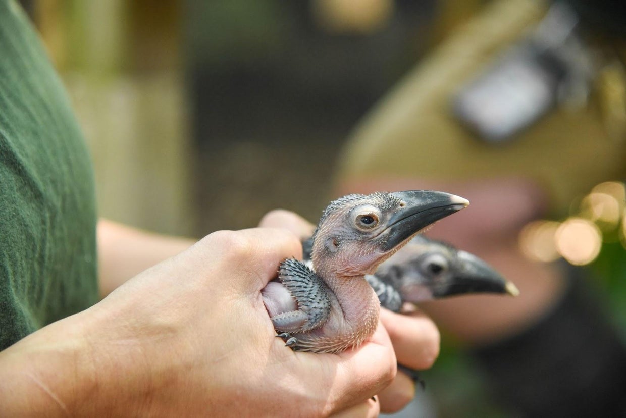 Maryland Zoo welcomes two new baby chicks - CBS Baltimore