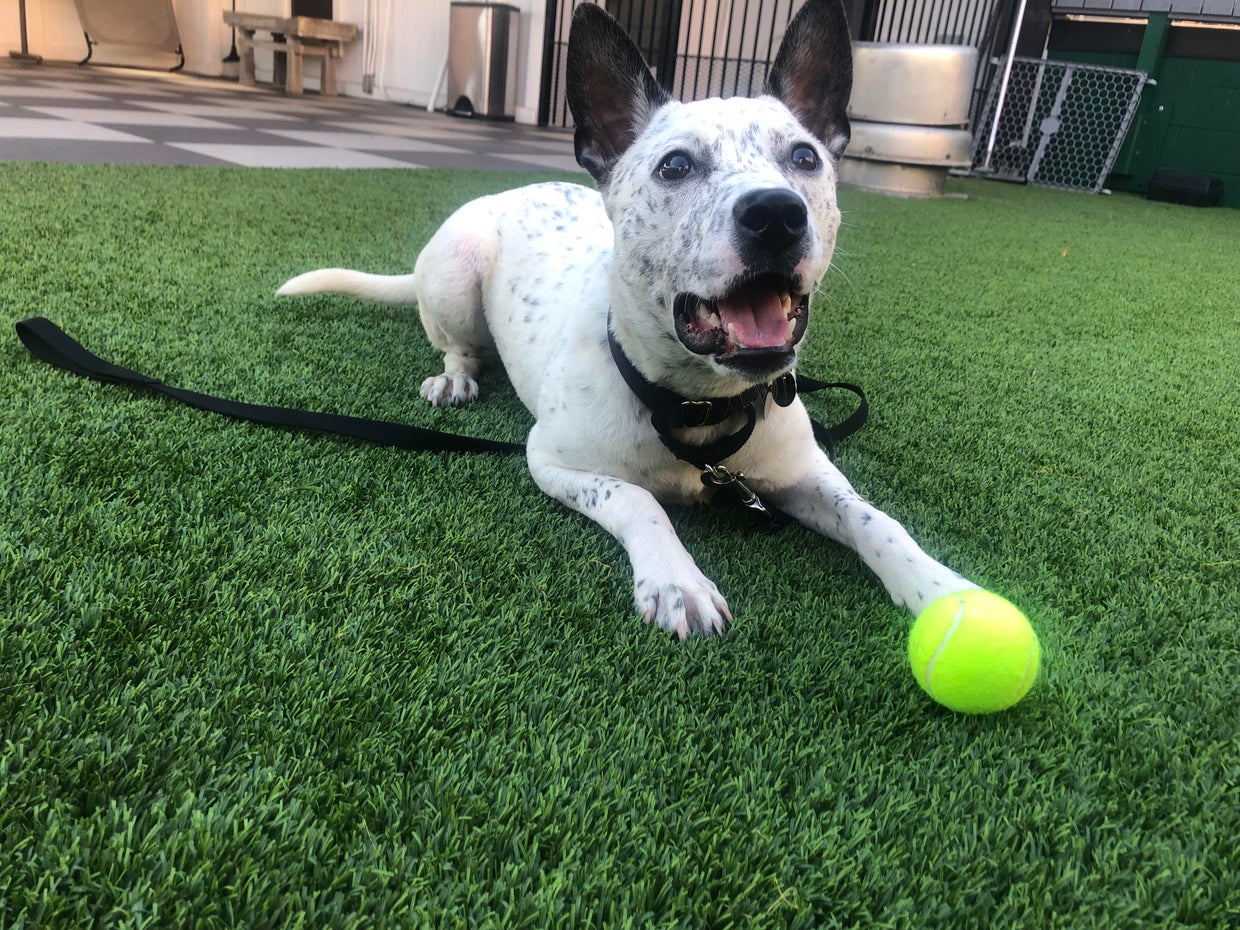 PAWS Pet of the Week: Smitty - CBS Chicago