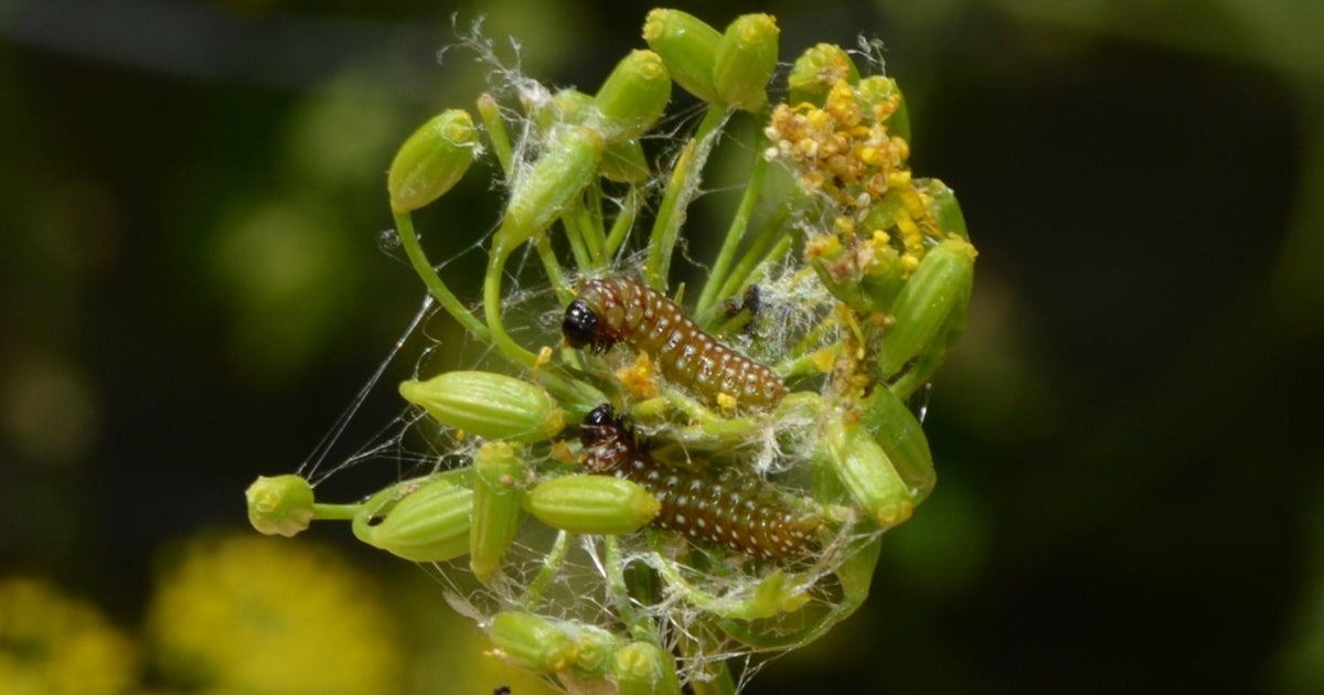 Invasive insect that feeds on plants in the carrot family reported for ...
