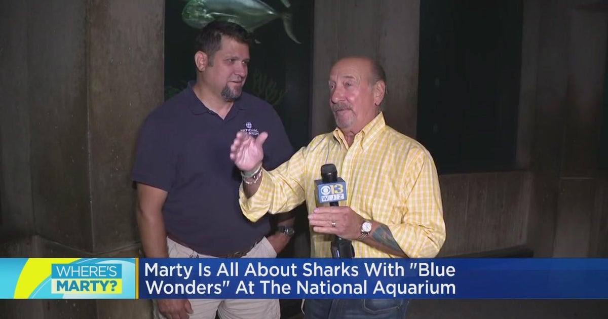 Where's Marty? Learning about sharks in the Chesapeake Bay at the ...